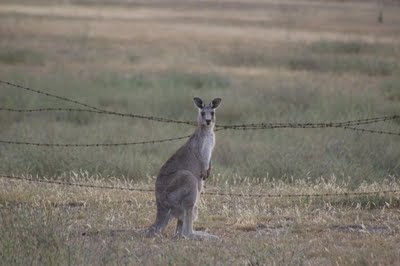 Photo Friday: Lions and Tigers and Kangaroos? - Flip Flop Caravan
